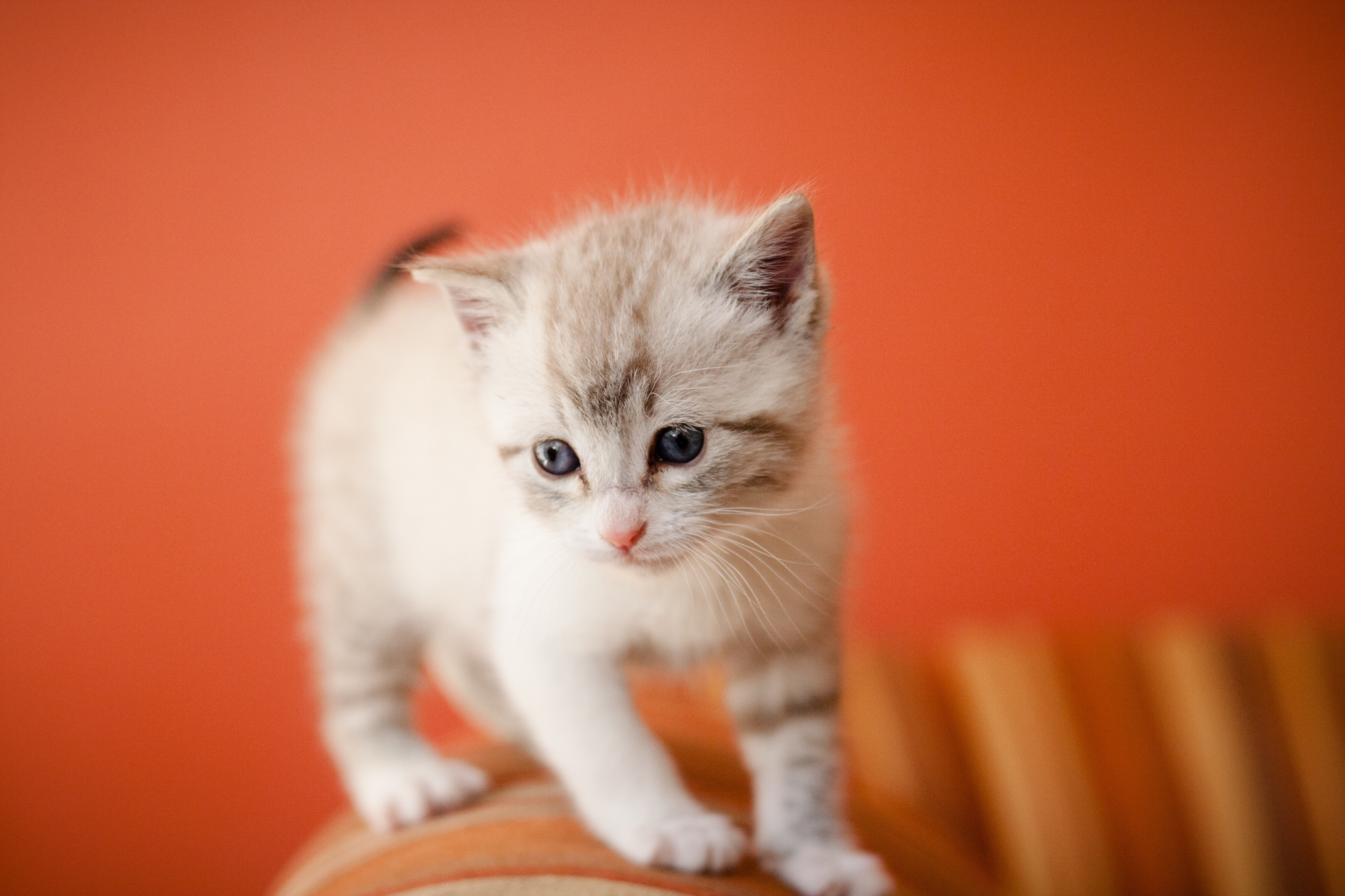 Før du køber kat | Den Danske Dyrlægeforening