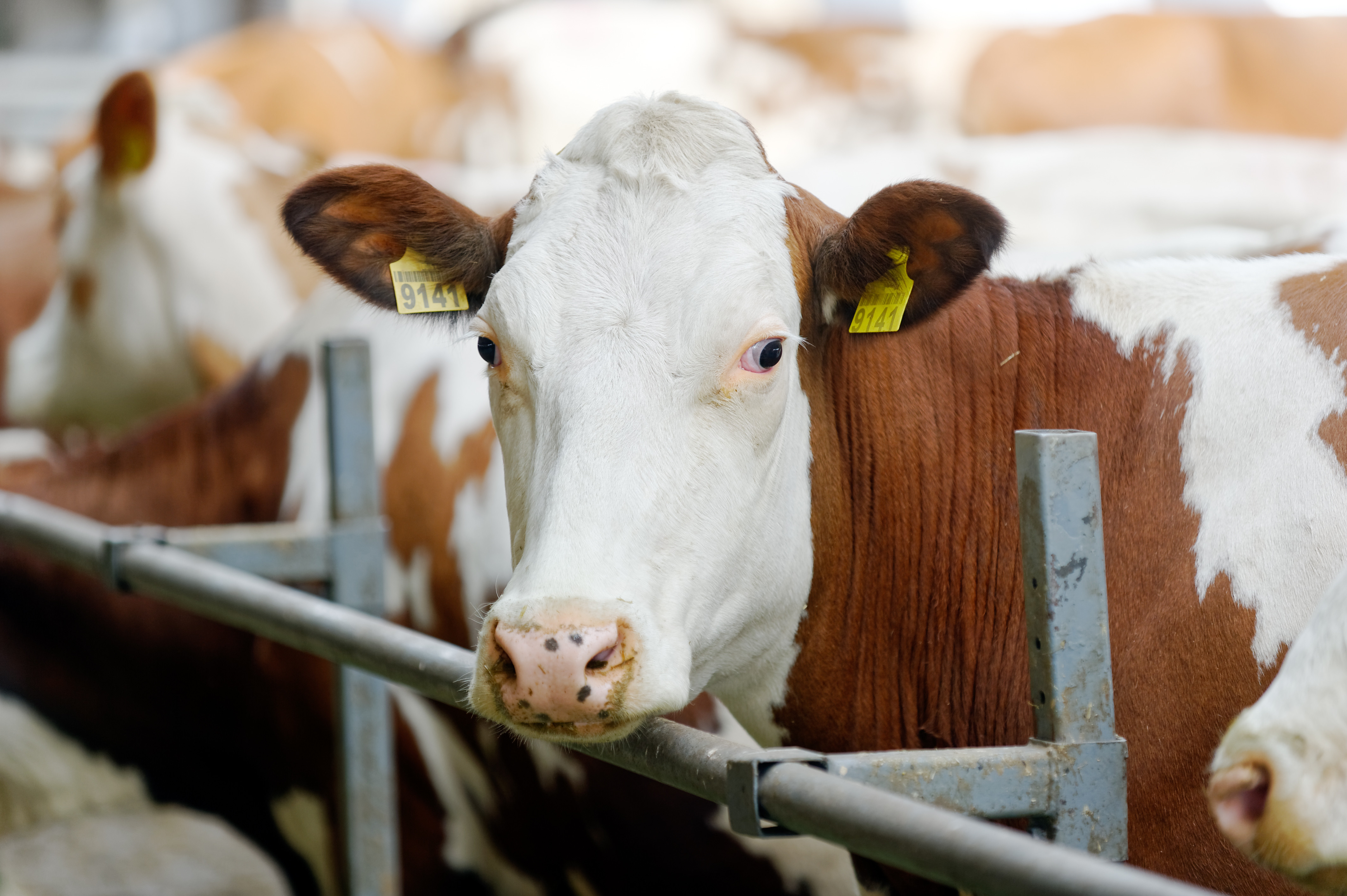 Fund af fugleinfluenza i malkekvæg i USA | Den Danske Dyrlægeforening