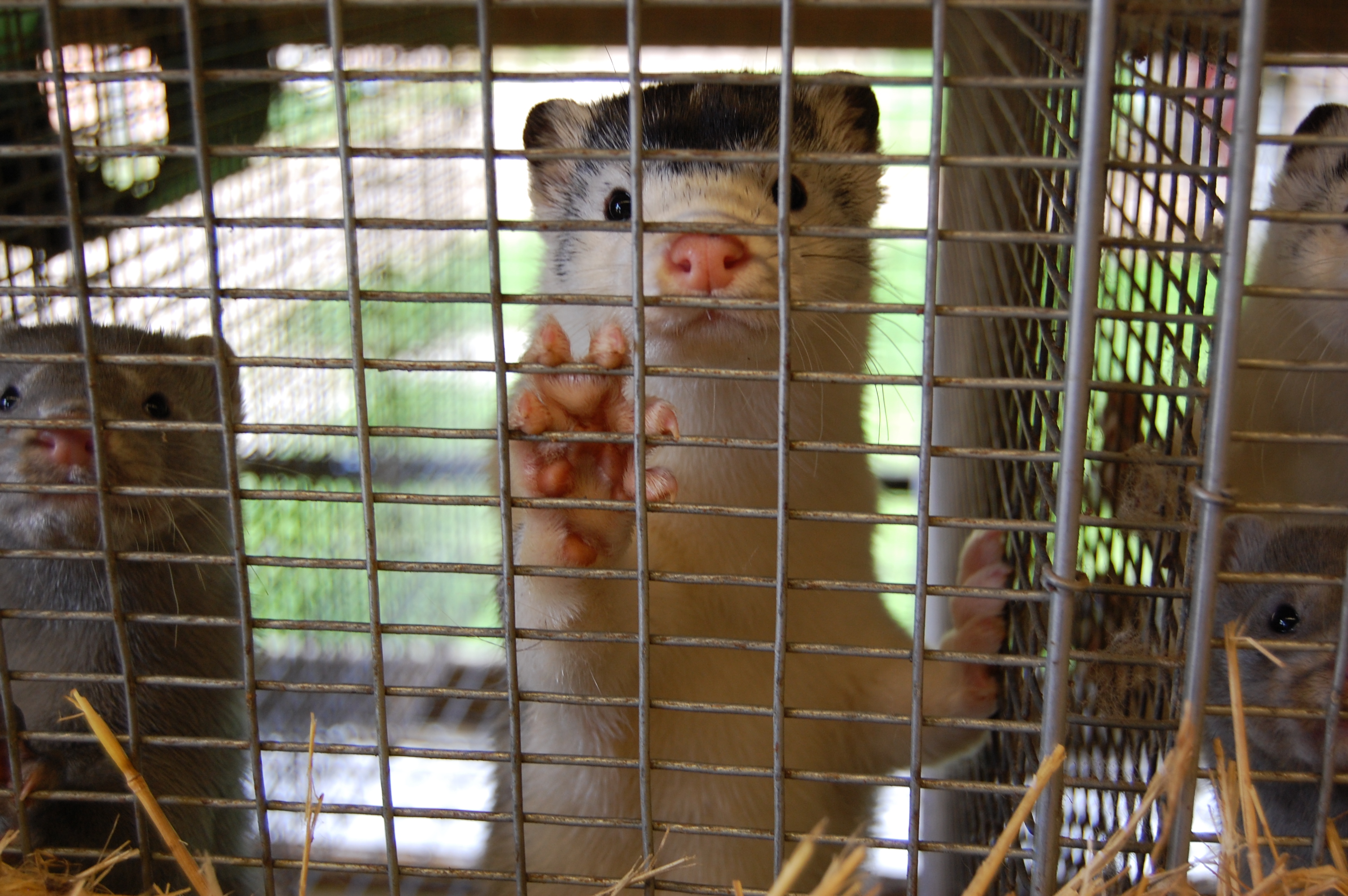 Nordjyske mink smittet med COVID-19 | Den Danske Dyrlægeforening