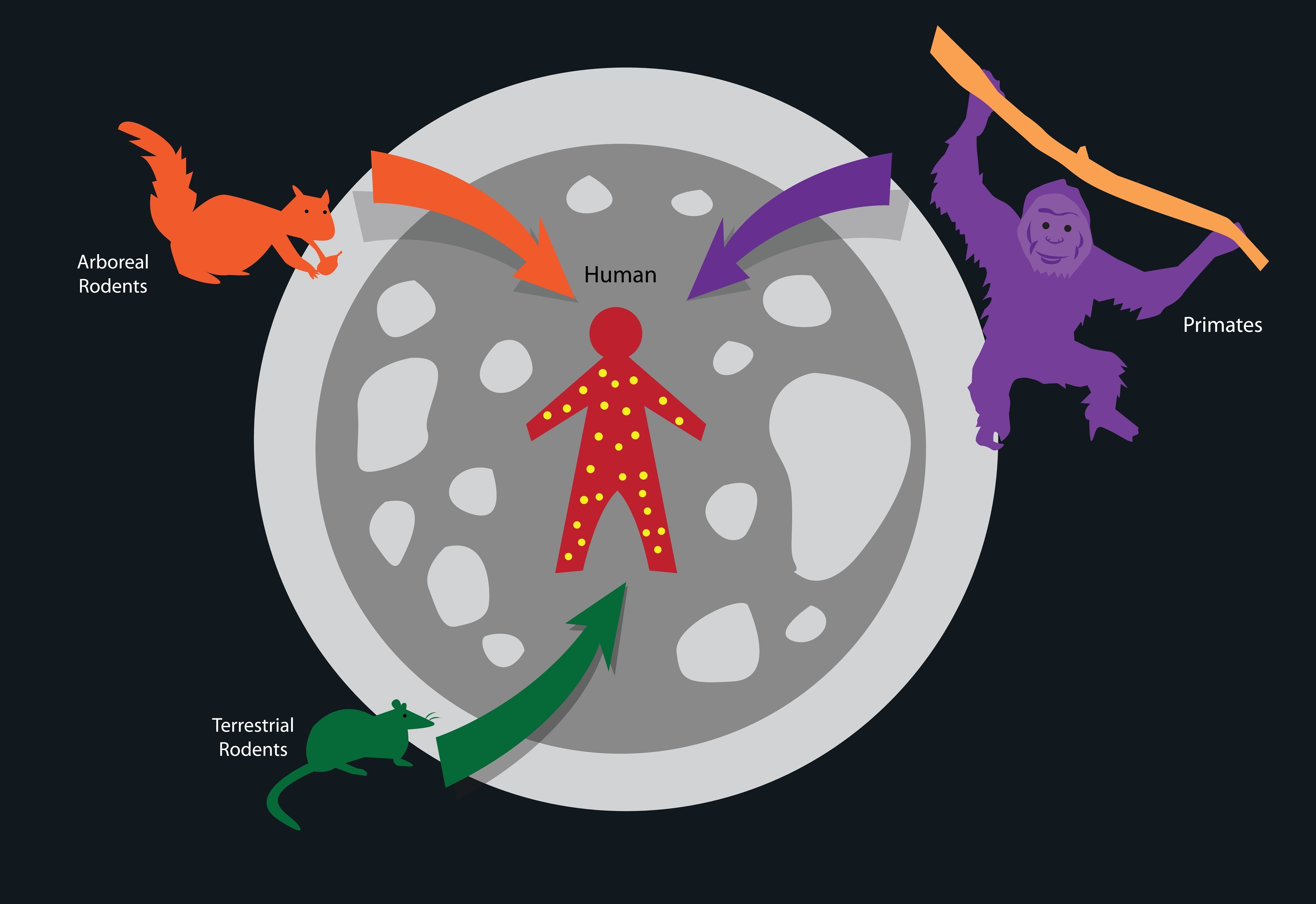 Information til dyrlæger om abekopper | Den Danske Dyrlægeforening